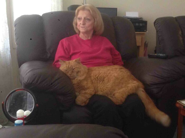 35 cats who don’t understand how big they are
