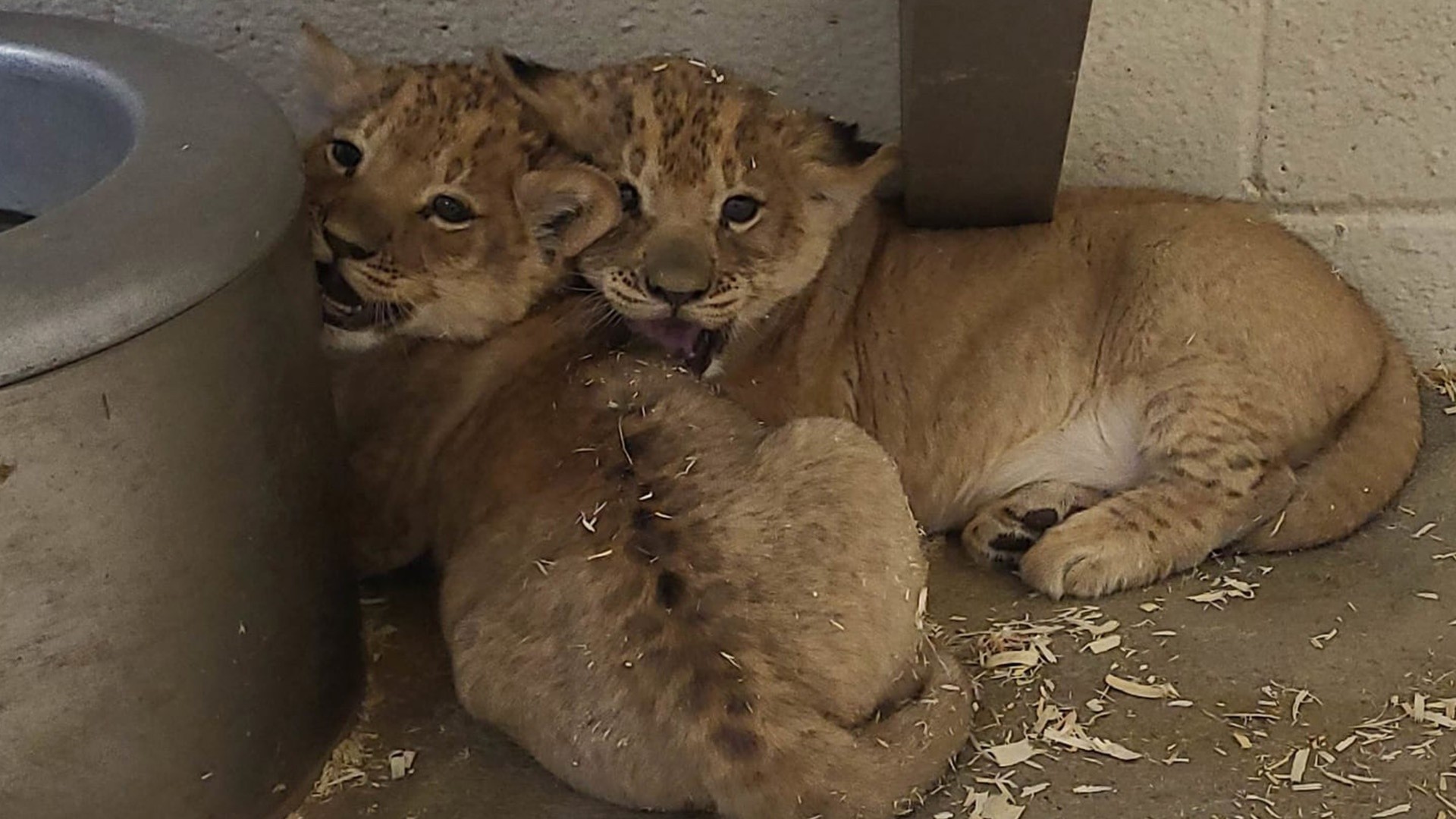 Today reveals the names for new lion cubs at Turtle Back Zoo
