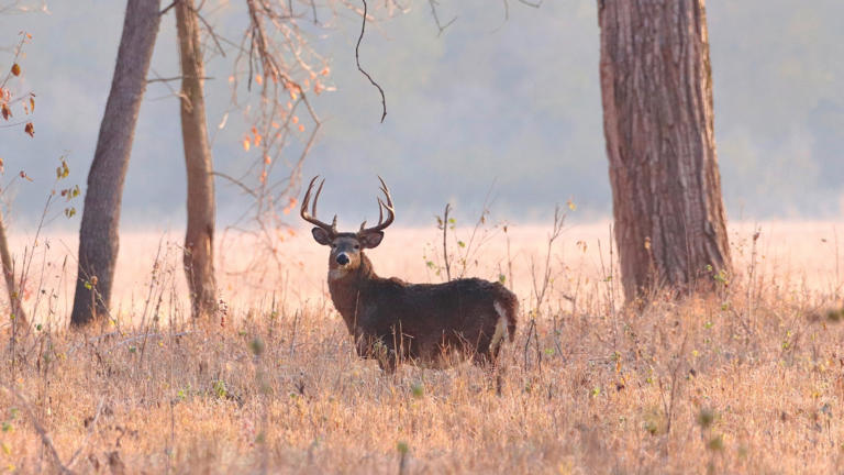 The wind habit that ruins more sits than bad shooting ever will