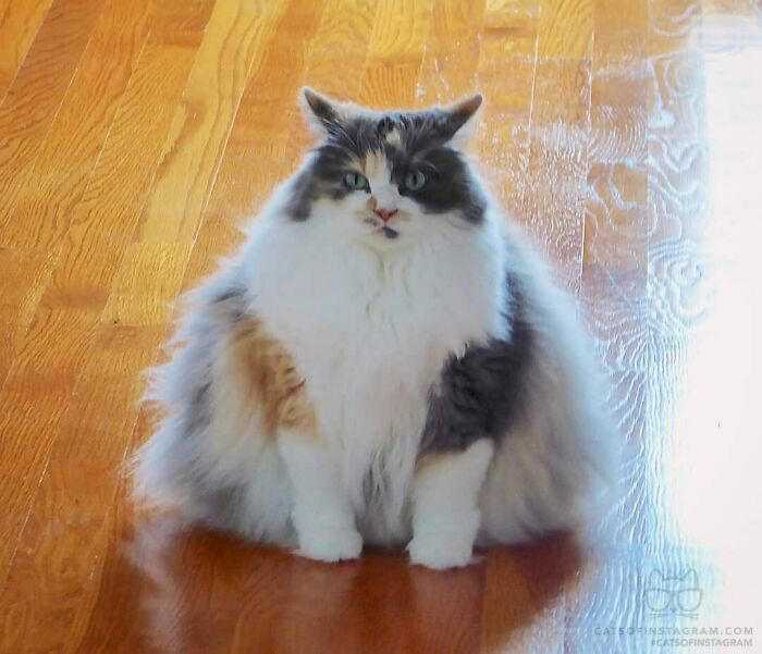 35 cats who don’t understand how big they are