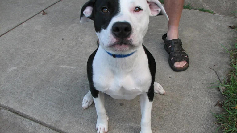 Everything you've been told about aggressive dog breeds is a lie: Why ...