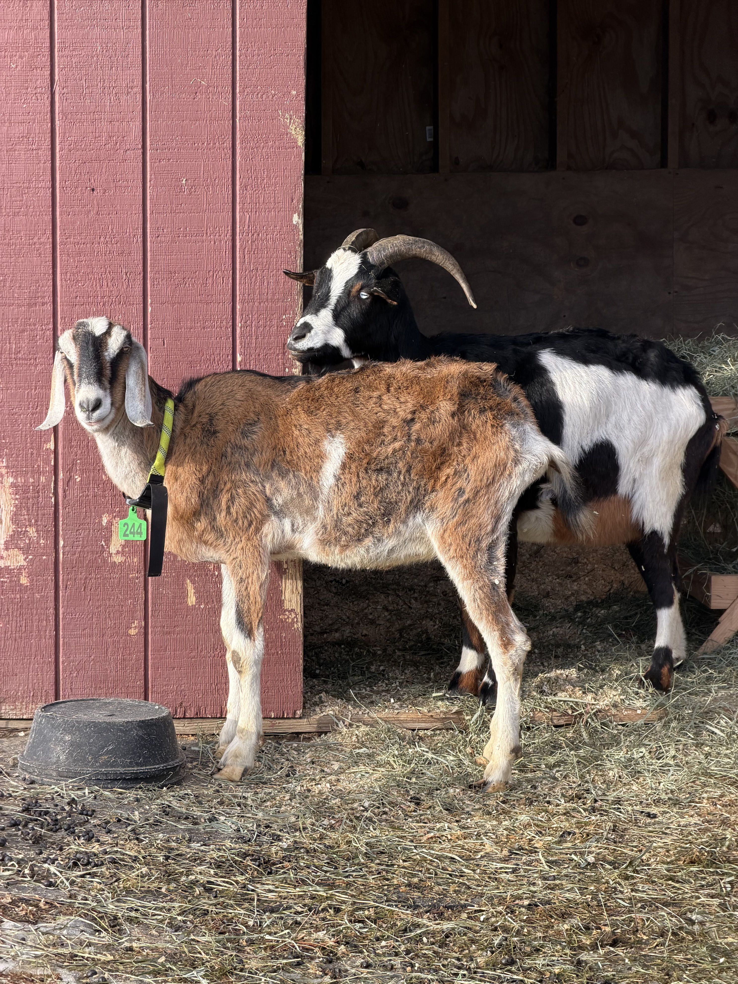 Attorney defends Hadley sanctuary owner after 315 animals seized