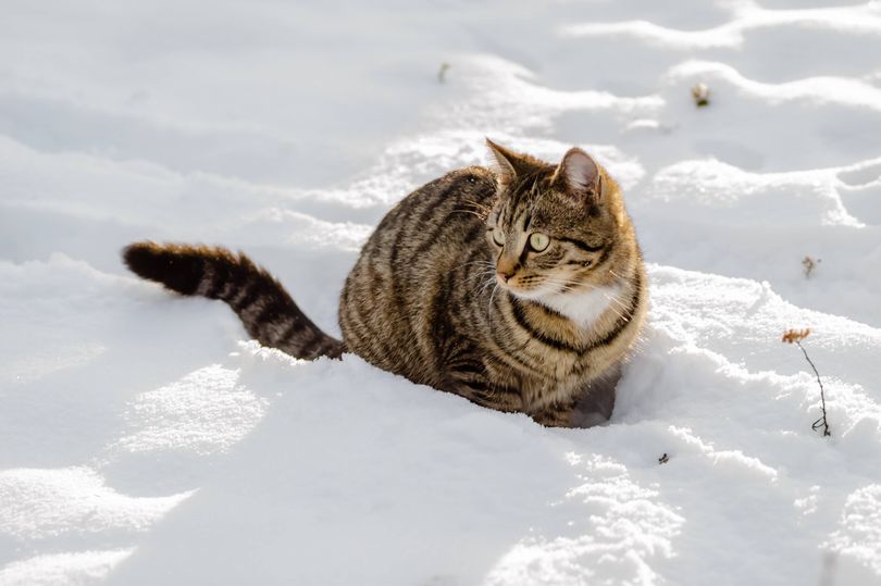I showed my cat snow for the first time and her reaction was priceless