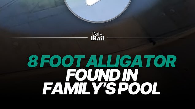 Eight-foot alligator found swimming in family's backyard pool