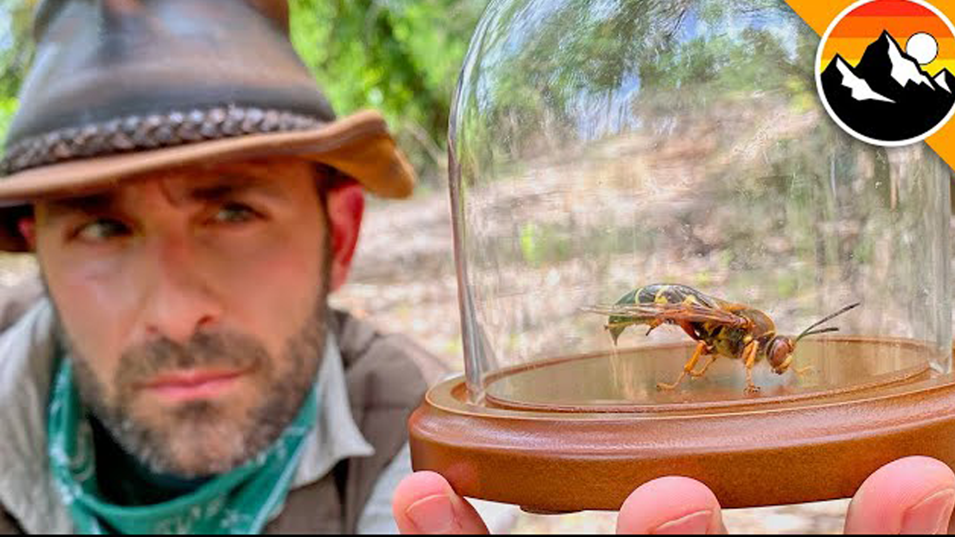 Cicada killer captured: The sting strikes again