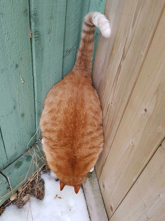 35 cats who don’t understand how big they are