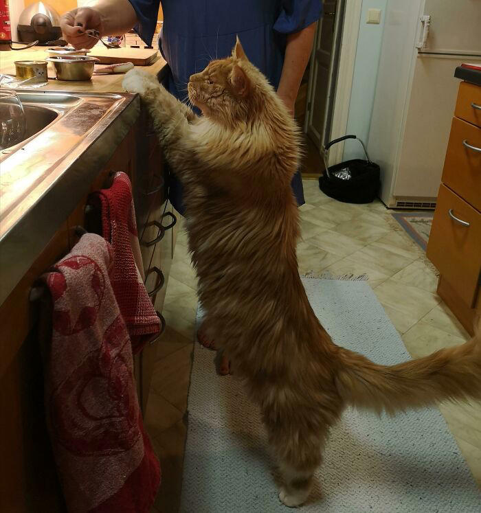 35 cats who don’t understand how big they are