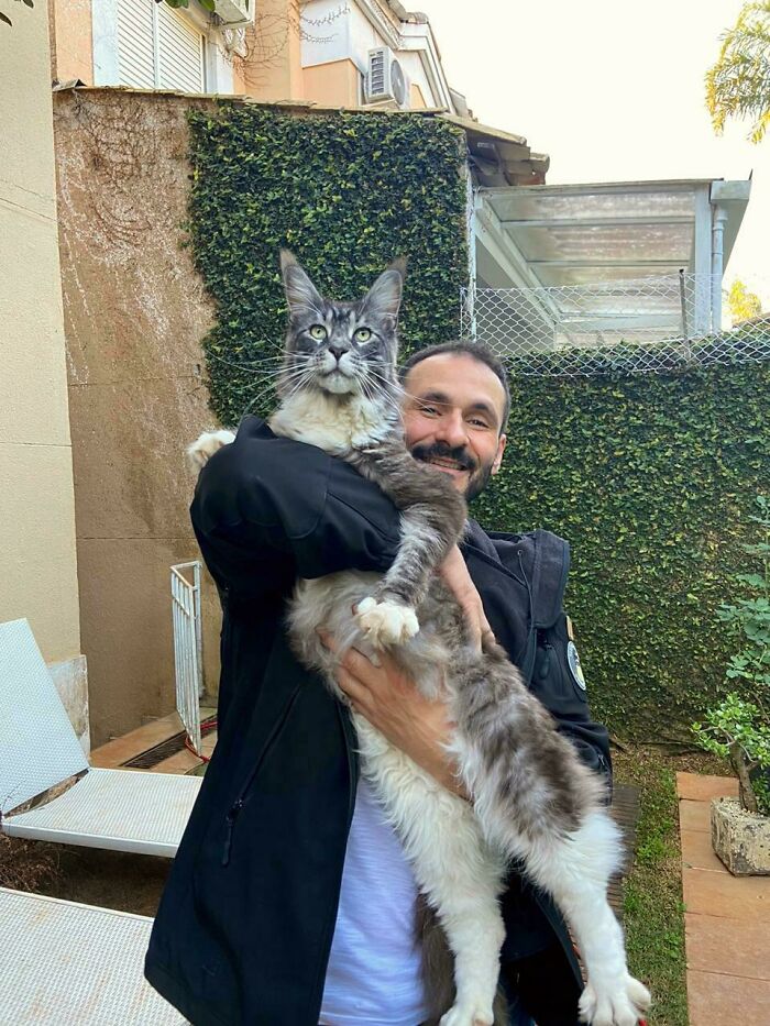35 cats who don’t understand how big they are