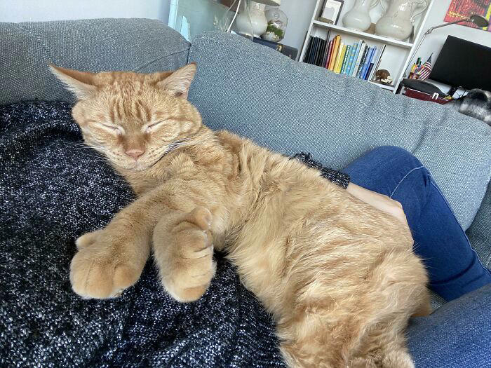 35 cats who don’t understand how big they are