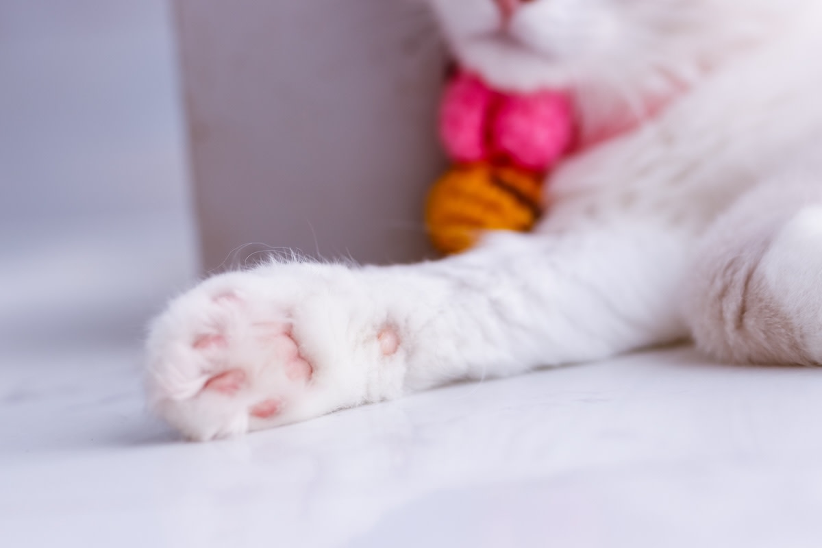 Incredibly curly cat with 'lemon drop' eyes could be a cartoon