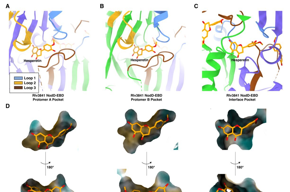 Deciphering symbiotic code: Research unlocks 'secret handshake' between ...