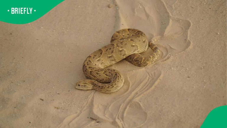 He nearly levitated: Homeowner shows terrifying puff adder encounter ...