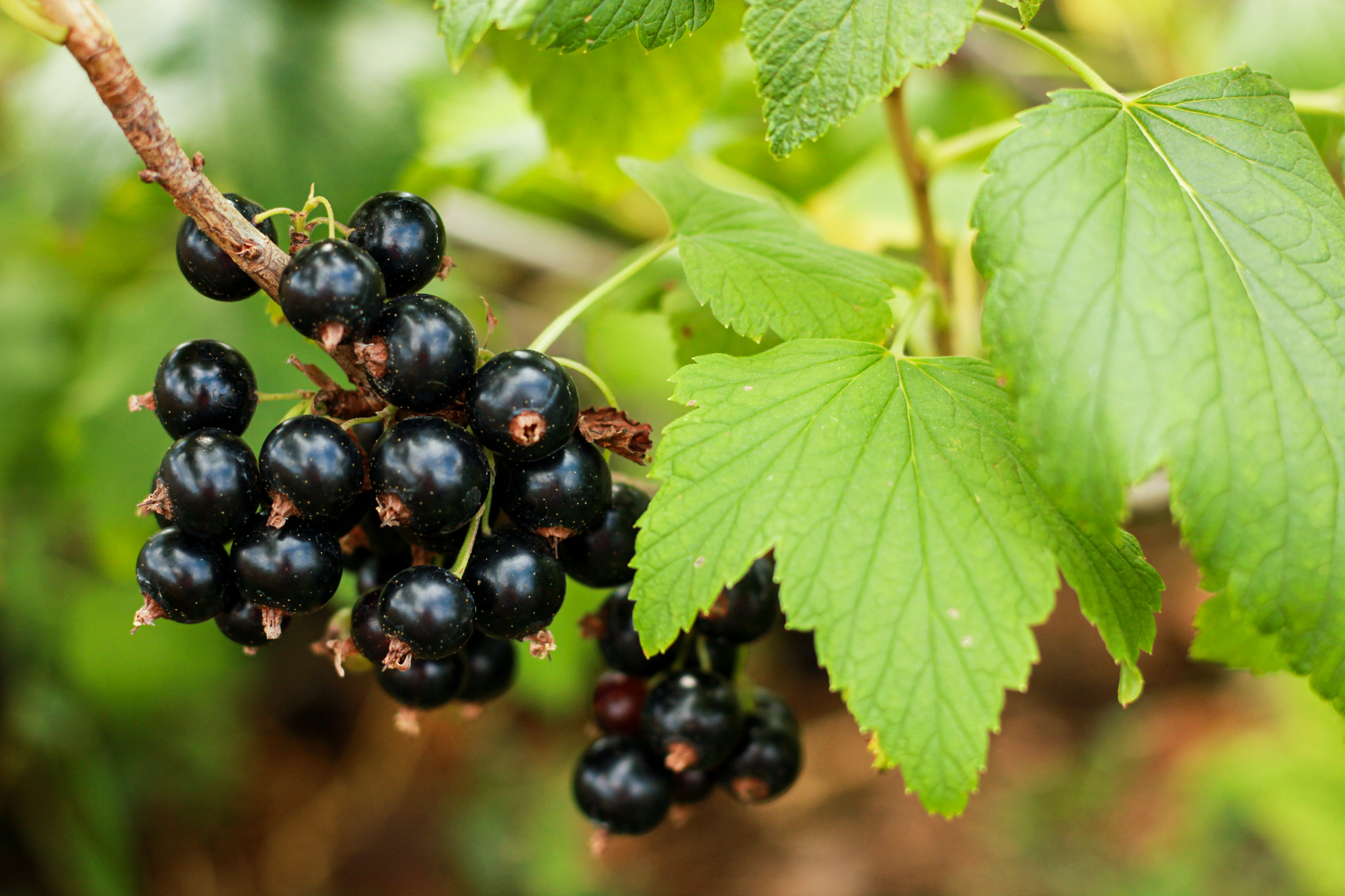 Fruits banned from import around the world