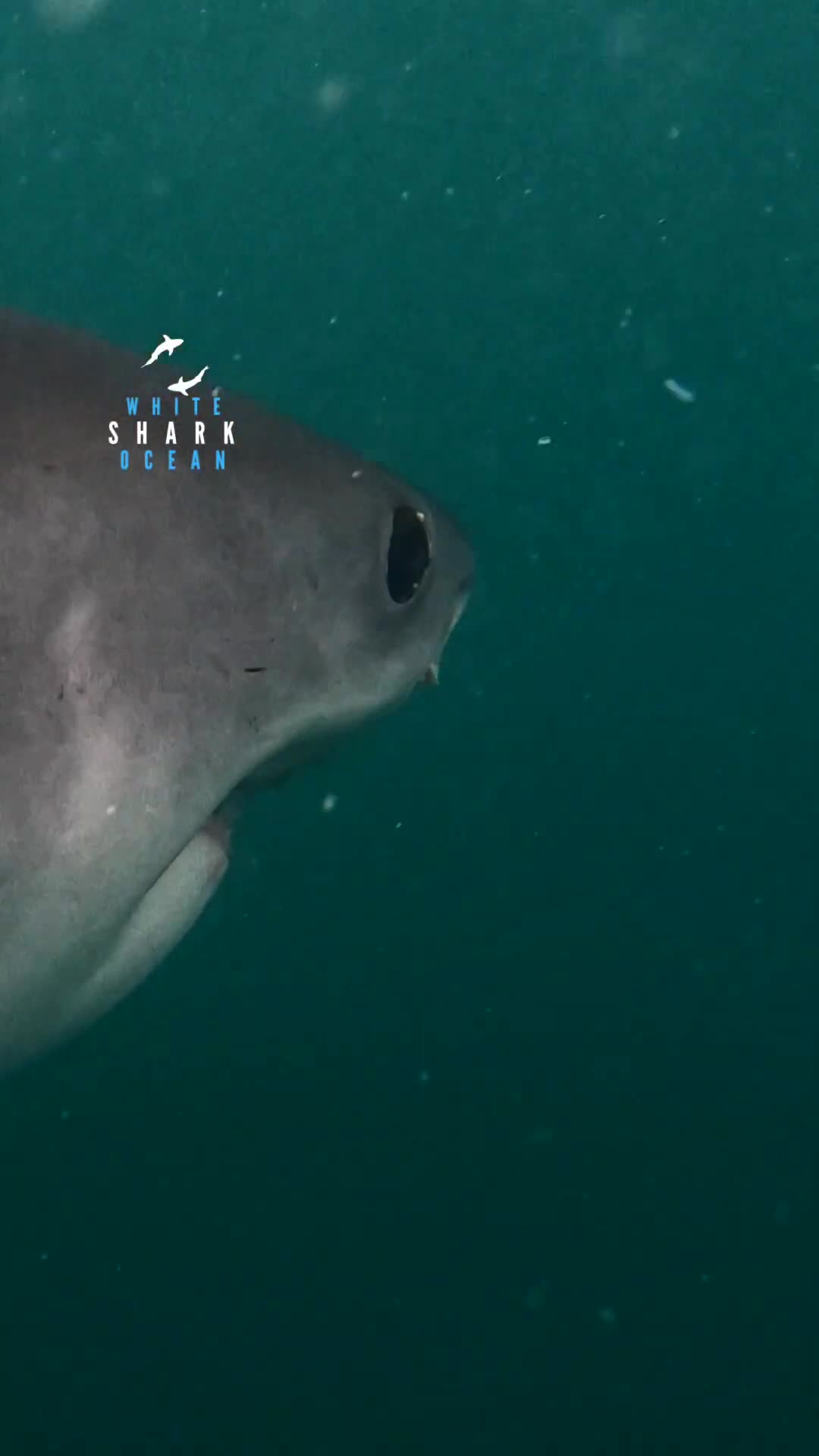 Great white shark intrigued by the camera