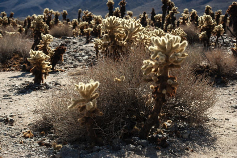 Planning a hike at Joshua Tree National Park? This new announcement ...