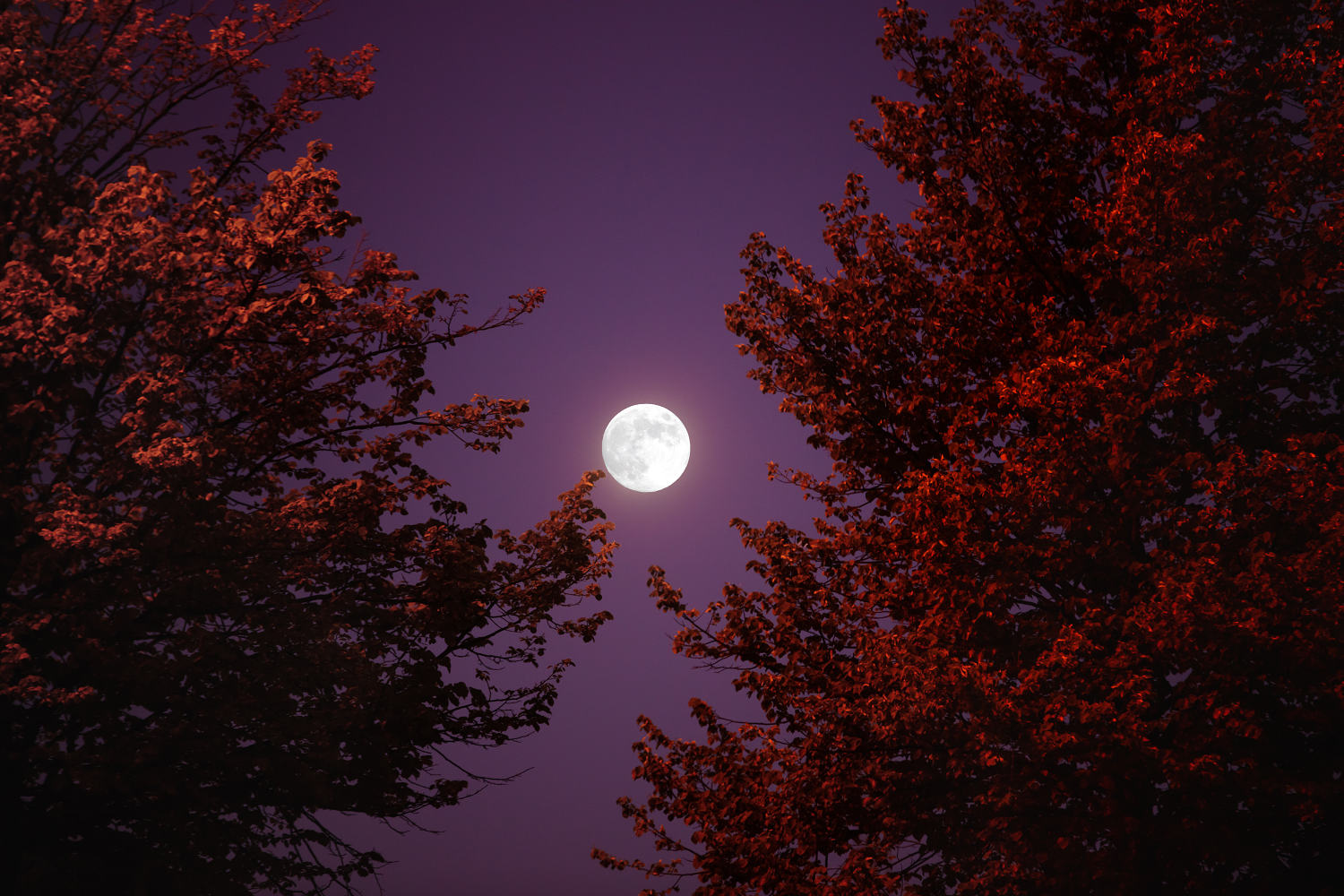 All the full moons and new moons of 2026 — and what to manifest during them