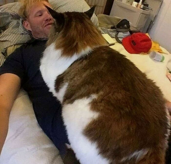 35 cats who don’t understand how big they are