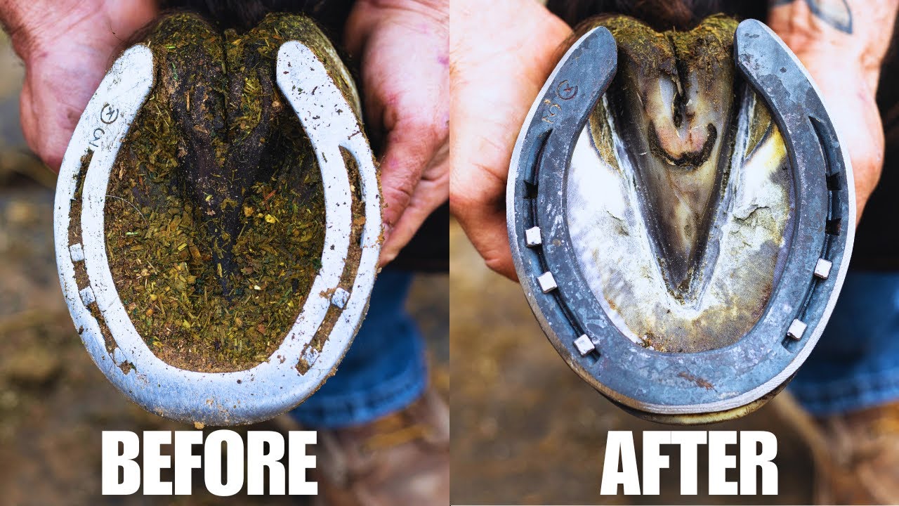 The magic of hoof restoration explained: ASMR techniques you need to see