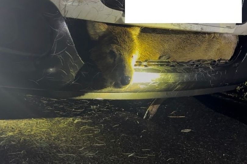 Deer gets stuck in car bumper after 'sudden dash' across Cambridgeshire ...