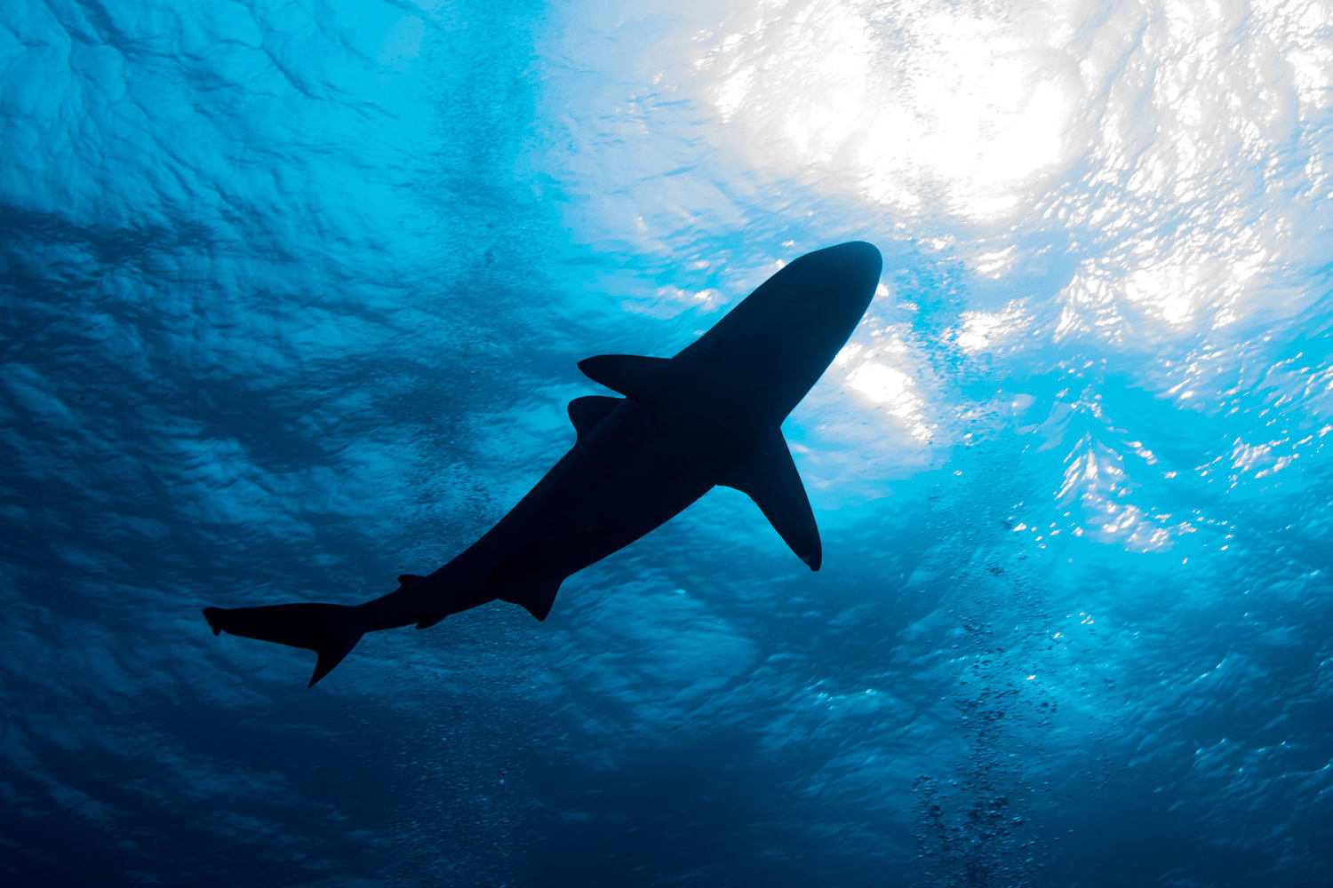 Minnesota woman dies following shark attack in US Virgin Islands
