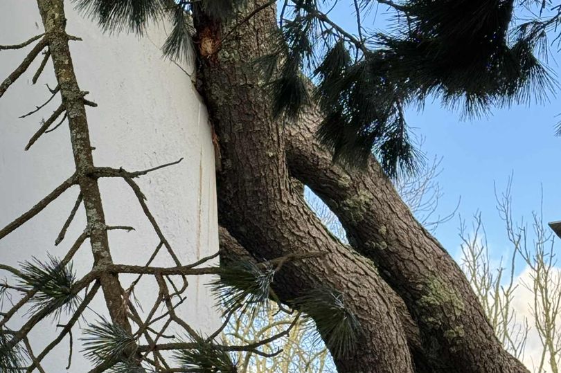 Family 'lucky to be alive' after tree falls onto house during Storm Goretti