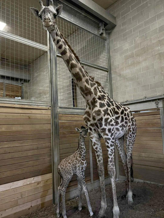 Meet Kansas City Zoo’s newest addition, a 6-foot-tall baby giraffe