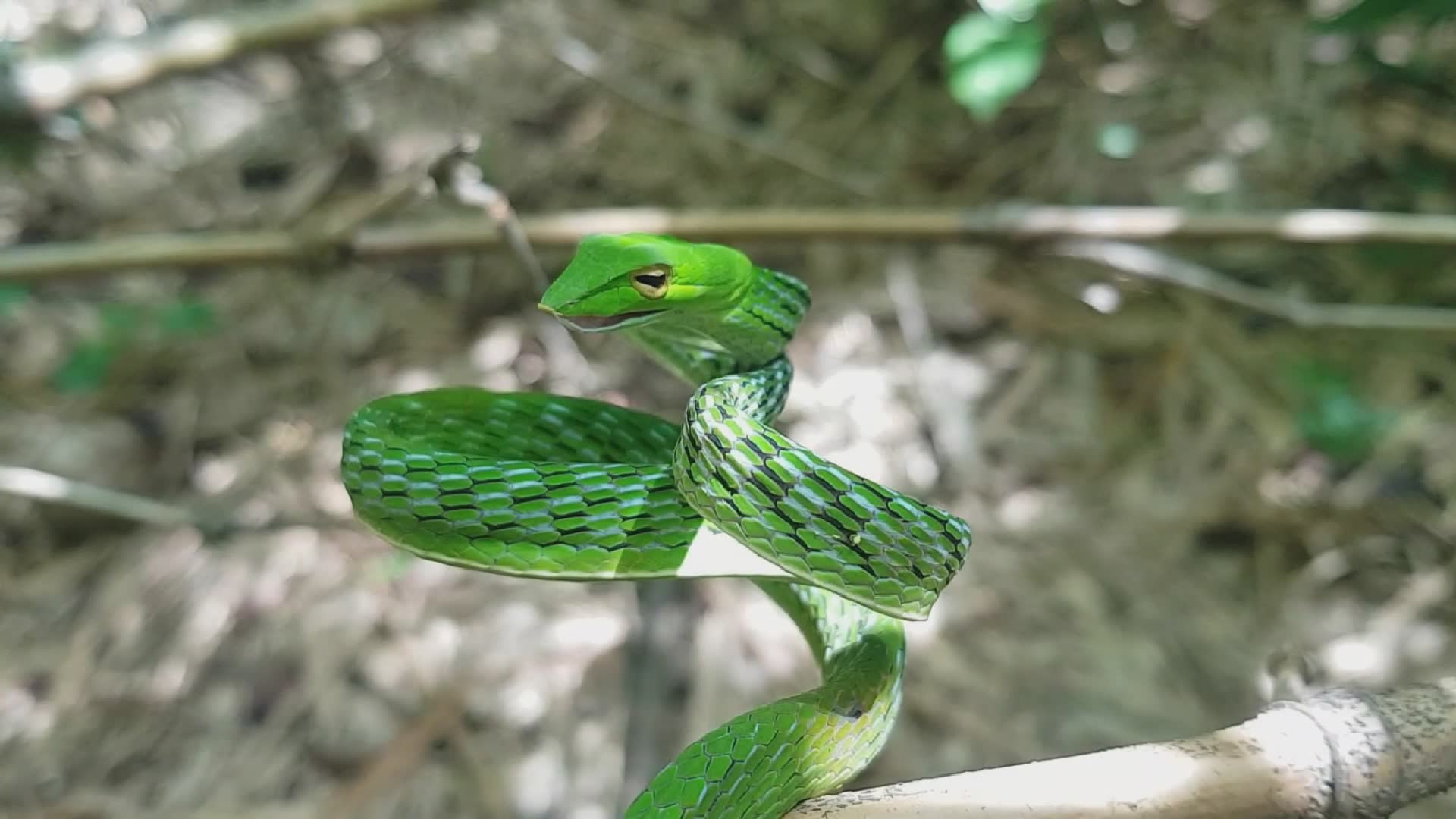 Venomous snake strikes near handler's face