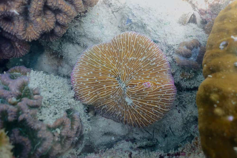 Collapse without a trace: Why ocean life hinges on invisible bacteria