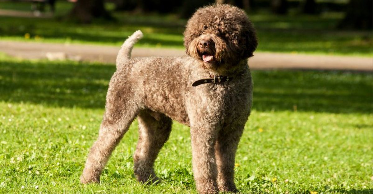 Don't choose a breed until you read this – 13 dogs that fit today's ...