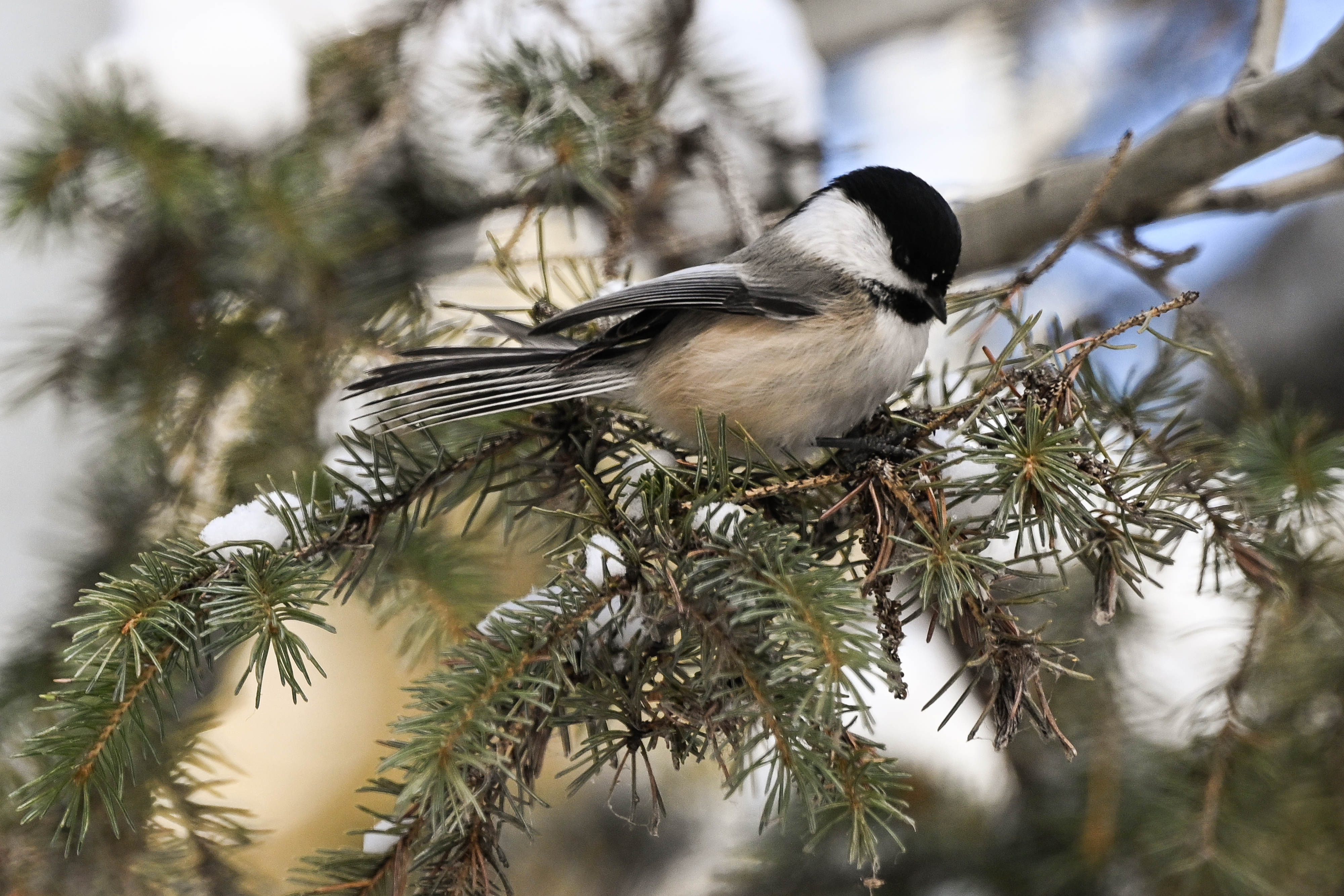 The Daily Mauling: 1/9/26