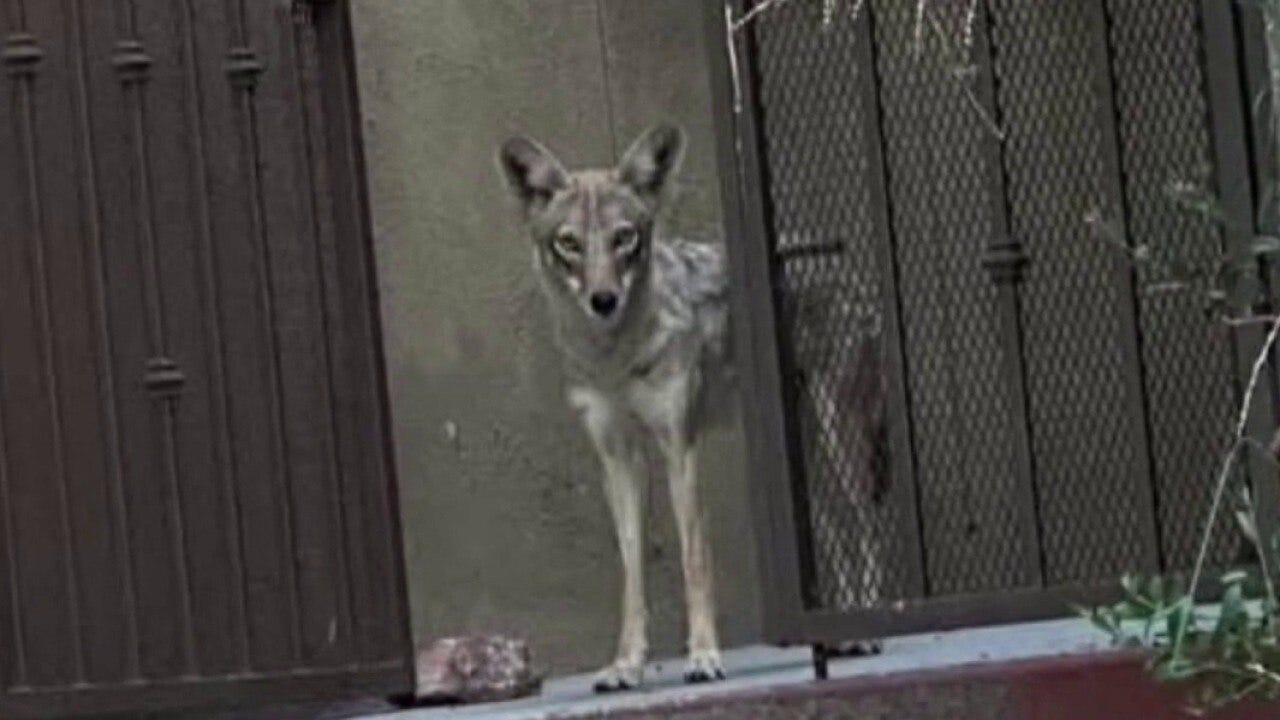 Coyote mating season underway