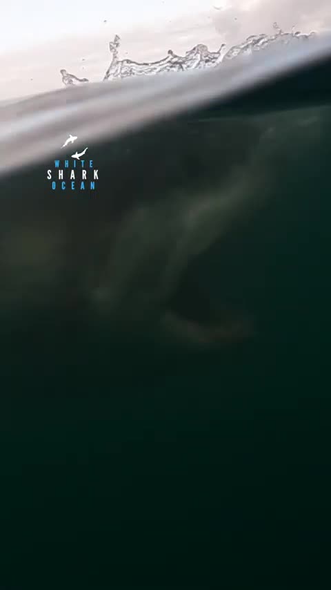 Great white prowling around Seal Island