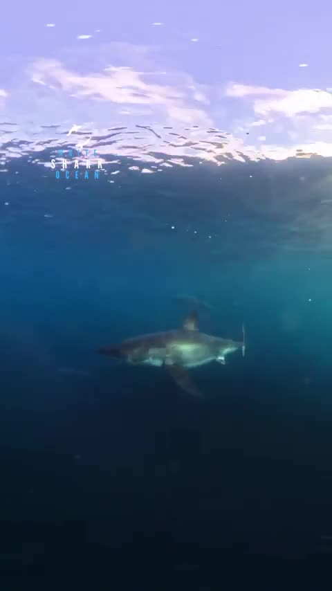 Great white shark spooked by another great white shark