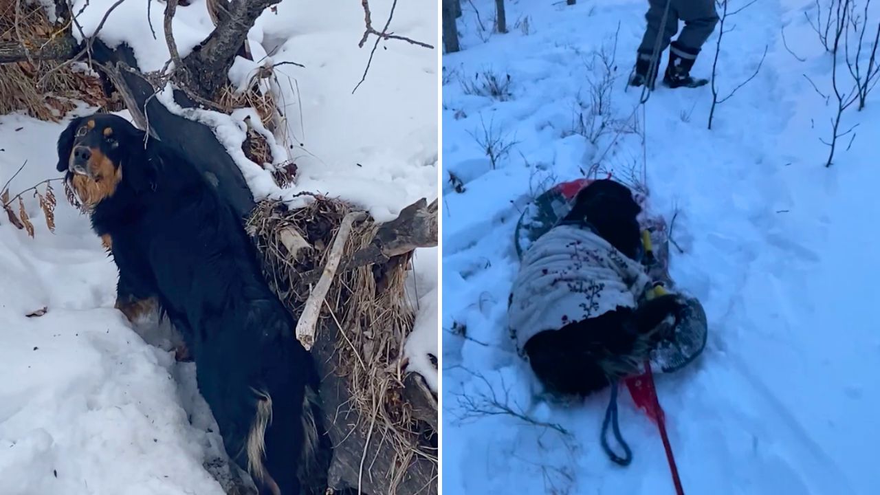 Hero dog leads family to rescue frozen dog stranded in creek | Wild-ish TV