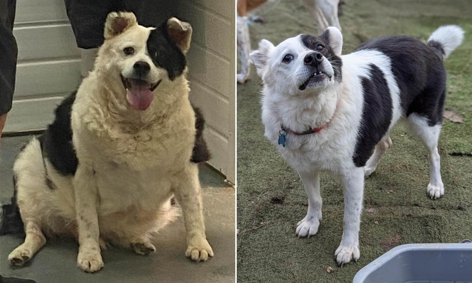 'Morbidly obese' dog goes on life-saving diet after spending years ...