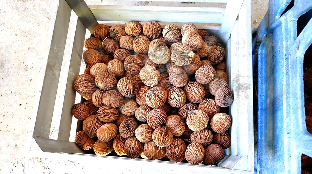 Foraging black walnuts – move over, squirrels!