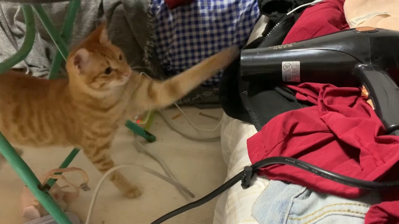 Cat curiously plays with hairdryer in Guangxi, China