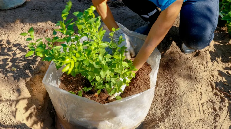 Zahrádkáři se jí bojí, odborníci ji milují. Kyselá půda je pro některé ...