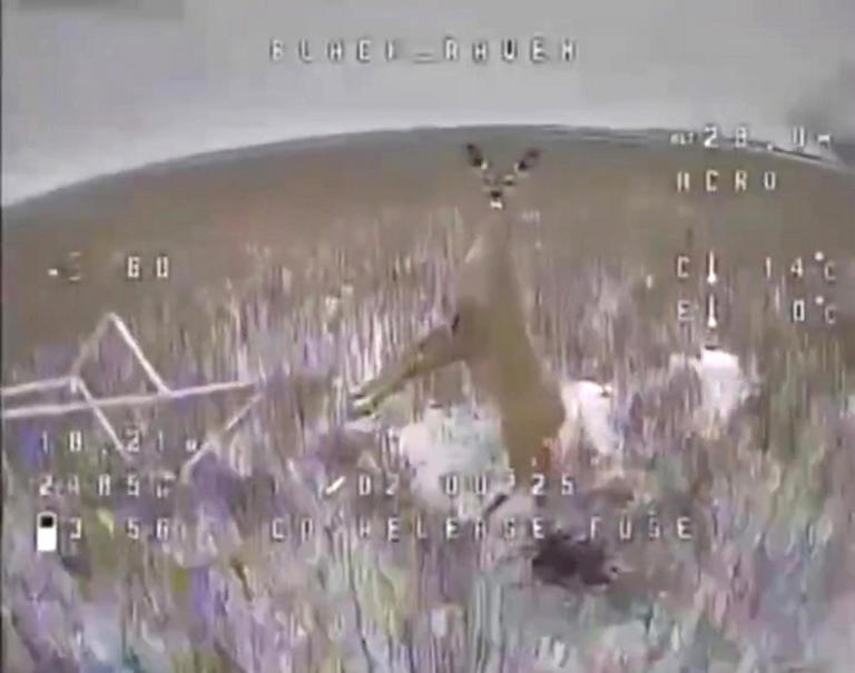 Deer has close call with Ukrainian drone