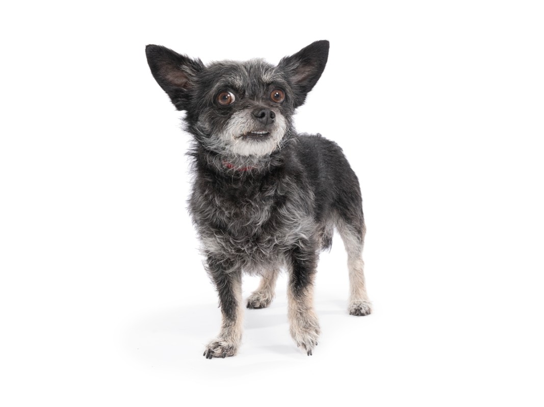 Senior rescue dog gets foster home after waiting a year and it's the best