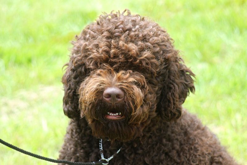 Don't choose a breed until you read this – 13 dogs that fit today's ...