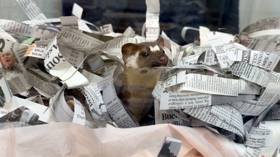 Long-tailed weasel returns to the wild after surviving snap trap injury ...