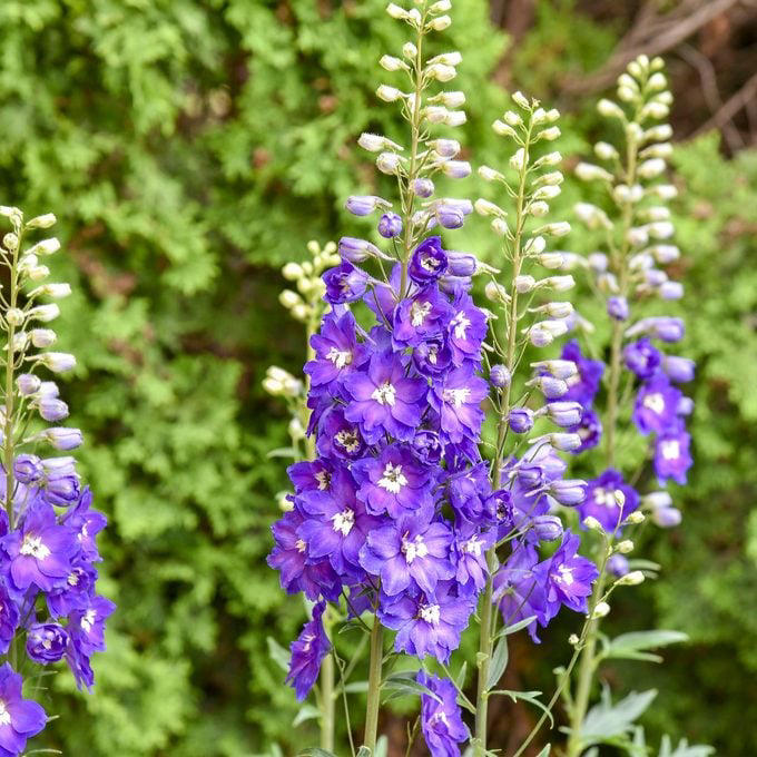 Delphinium named the 2026 flower of the year