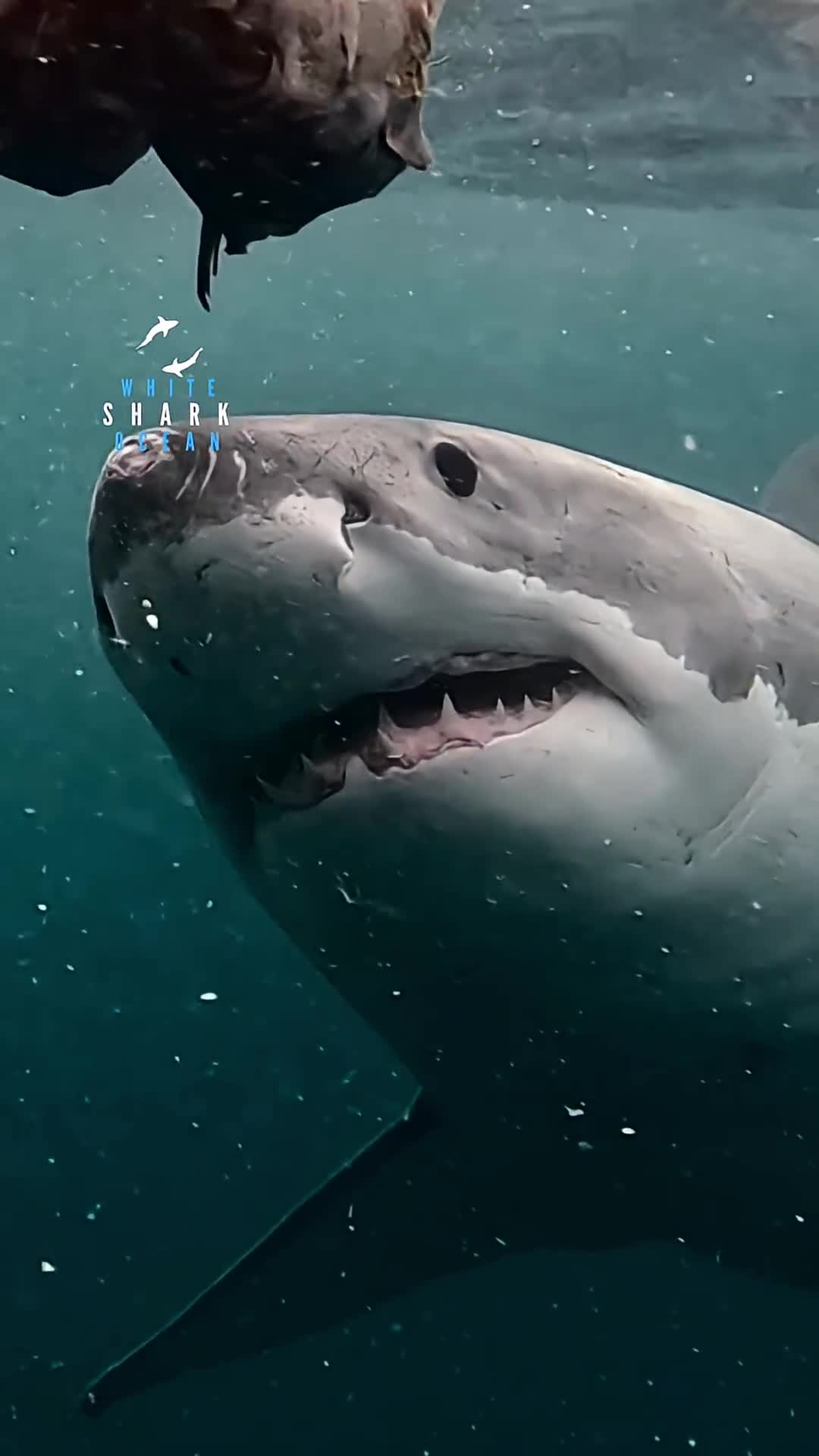 Great white sharks have the best counter shading
