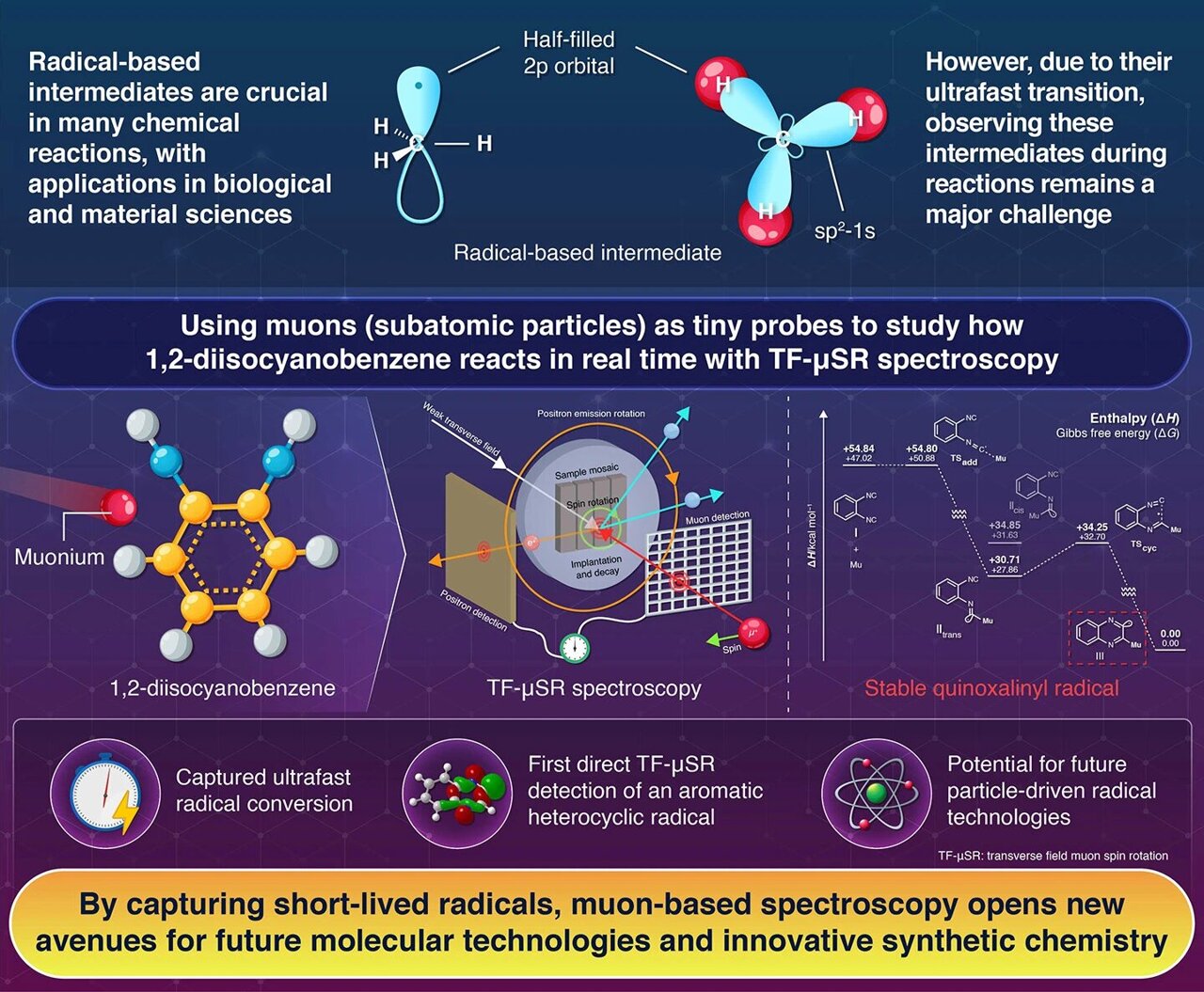 Catching a radical in motion with µSR spectroscopy