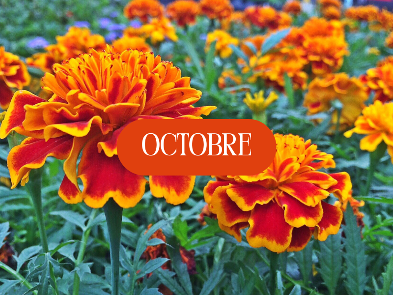 Octobre : la fleur de naissance souci, sens et symboles