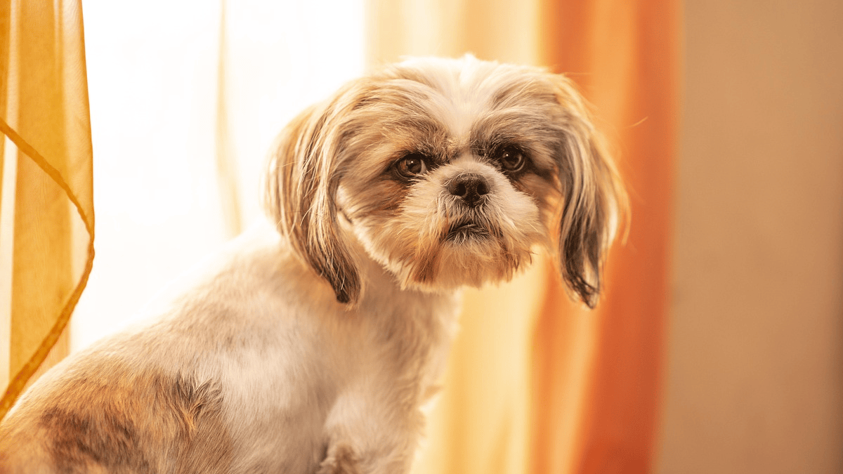 Your dog may need to see the vet urgently: these are the 5 signs you ...