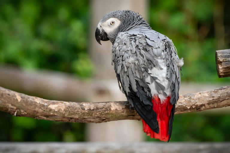 Sassy parrot says ‘whatever’ to mom like a true teen