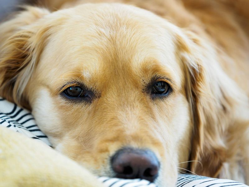 8 dog reactions that signal emotional comfort and 4 that point to ...