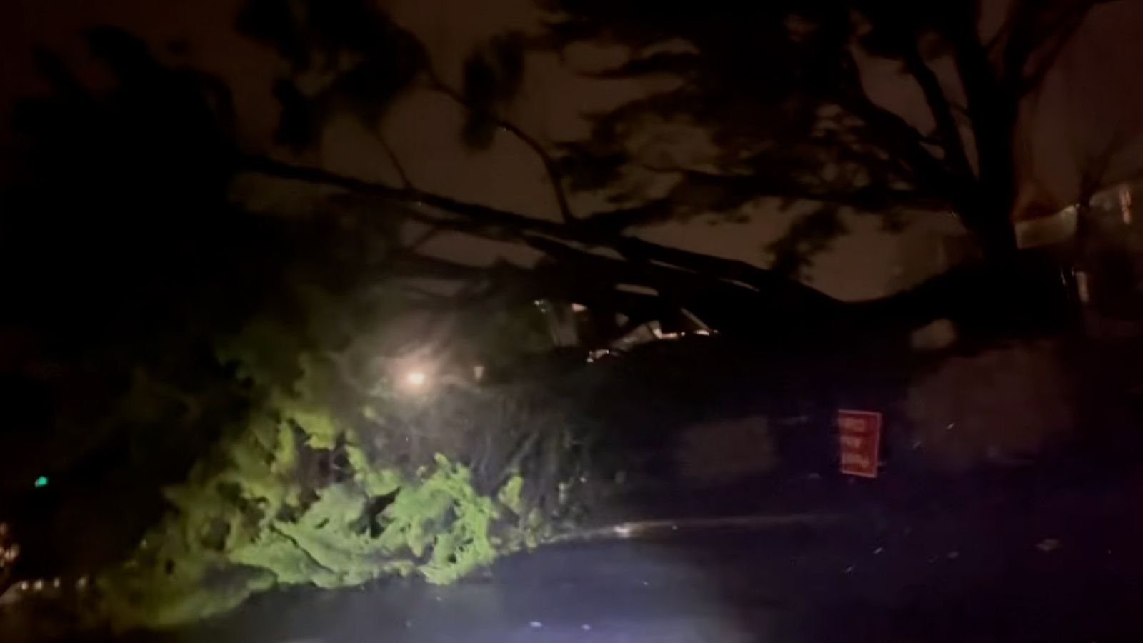Strong winds blow down tree